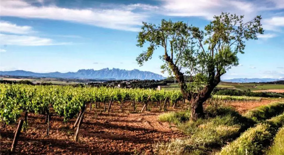 Avinyó Cava “Abiertos a los sentidos”