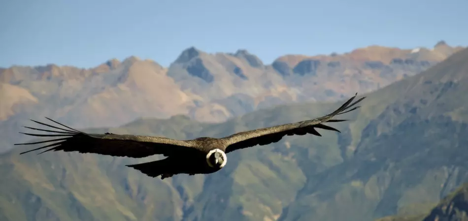 Los animales sagrados de los Inkas